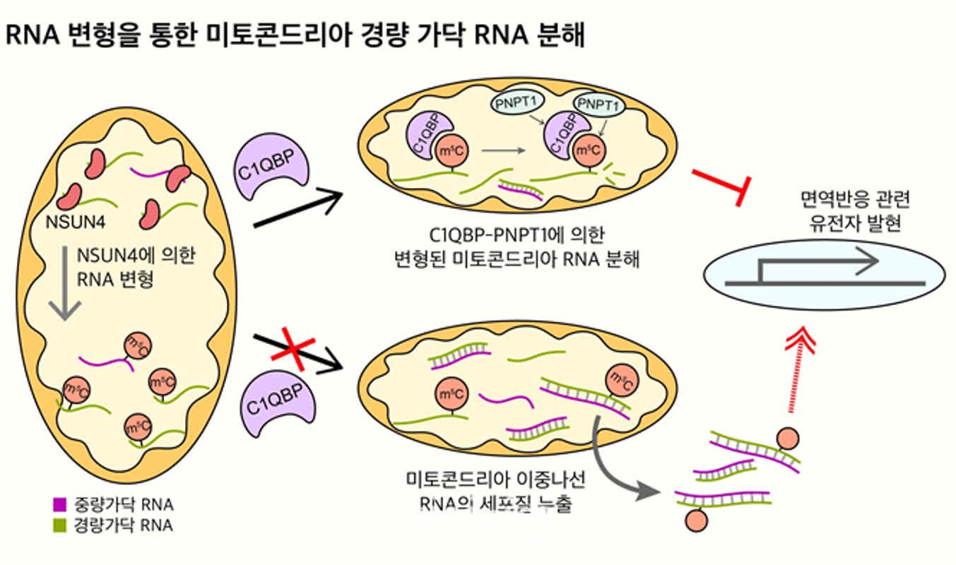 KAIST "미토콘드리아로 퇴행성 질환까지 제어 가능" - 네이트뷰