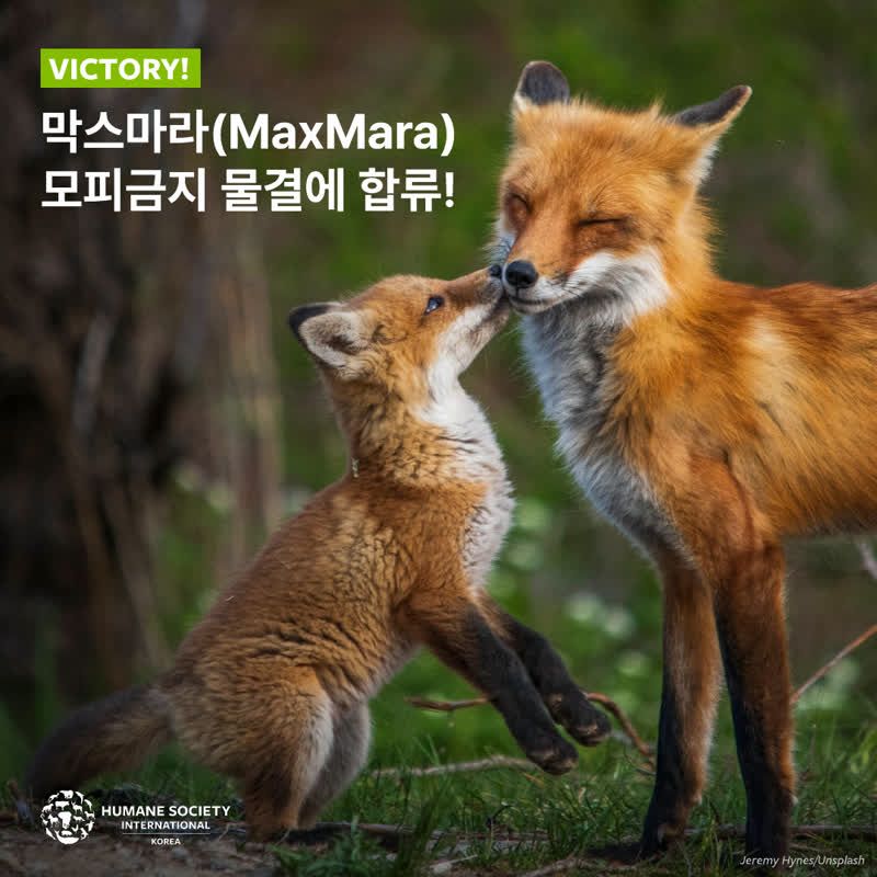 막스마라, 모피 금지 대열에 합류… '지속 가능한 패션의 새로운 기준' - 네이트뷰