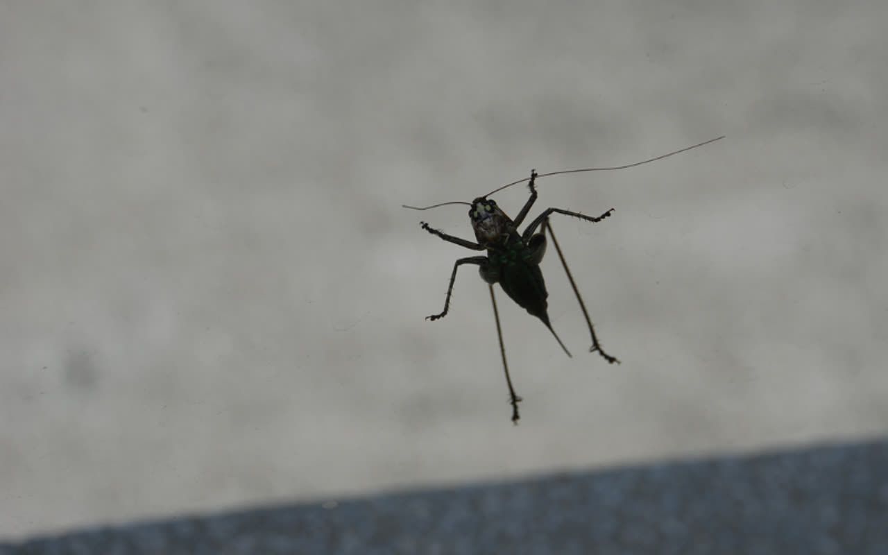 창문에 ''이것'' 하나만 발라도 모기, 벌레 절대 못 들어옵니다! - 네이트뷰